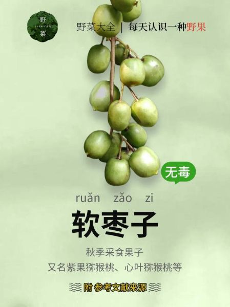 小柿子软枣的功效与作用_软枣怎么吃最营养-第2张图片-山城妙识