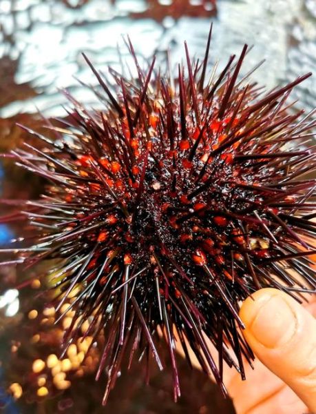 海胆怎么清蒸_清蒸海胆蒸多久-第3张图片-山城妙识 海胆怎么清蒸_清蒸海胆蒸多久-第3张图片-山城妙识