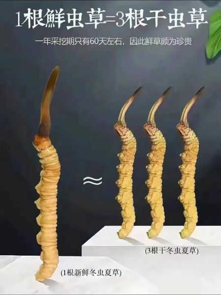 一根虫草泡水能泡多久_虫草泡水多久换一次-第1张图片-山城妙识