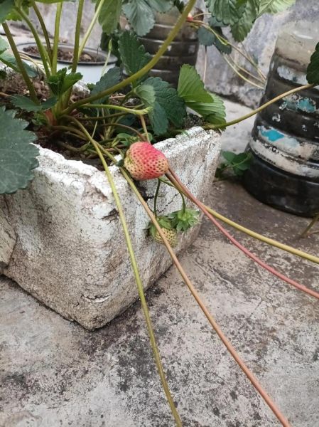 白草莓种植方法_白草莓多少钱一斤-第1张图片-山城妙识 白草莓种植方法_白草莓多少钱一斤-第1张图片-山城妙识