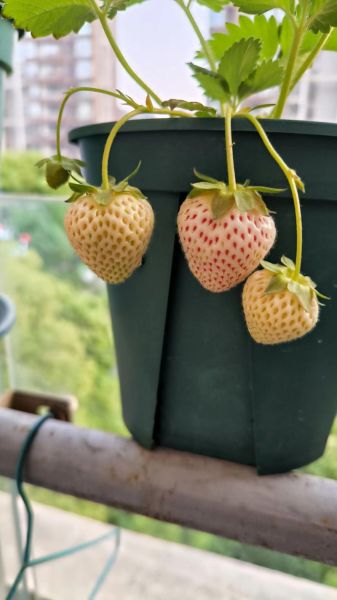 白草莓种植方法_白草莓多少钱一斤-第3张图片-山城妙识 白草莓种植方法_白草莓多少钱一斤-第3张图片-山城妙识