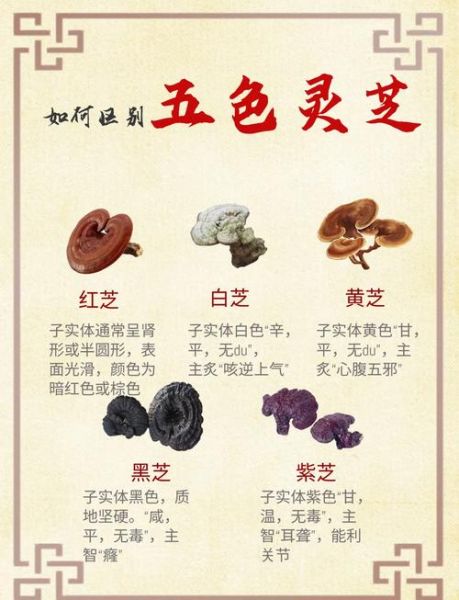 灵芝产地有哪些_中国灵芝主产区分布-第1张图片-山城妙识 灵芝产地有哪些_中国灵芝主产区分布-第1张图片-山城妙识