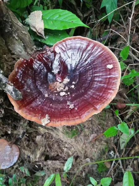 灵芝产地有哪些_中国灵芝主产区分布-第2张图片-山城妙识 灵芝产地有哪些_中国灵芝主产区分布-第2张图片-山城妙识