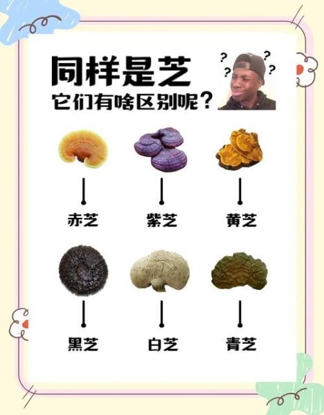 灵芝产地有哪些_中国灵芝主产区分布-第3张图片-山城妙识 灵芝产地有哪些_中国灵芝主产区分布-第3张图片-山城妙识