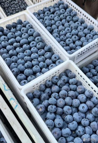 蓝莓的功效与作用价格_蓝莓多少钱一斤-第3张图片-山城妙识 蓝莓的功效与作用价格_蓝莓多少钱一斤-第3张图片-山城妙识
