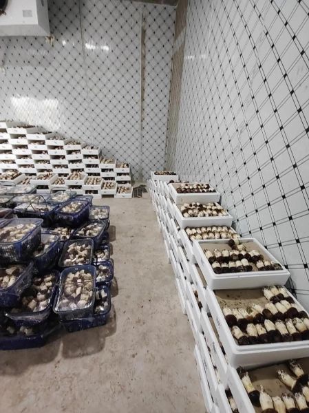 赤松茸多少钱一斤_赤松茸价格行情-第2张图片-山城妙识