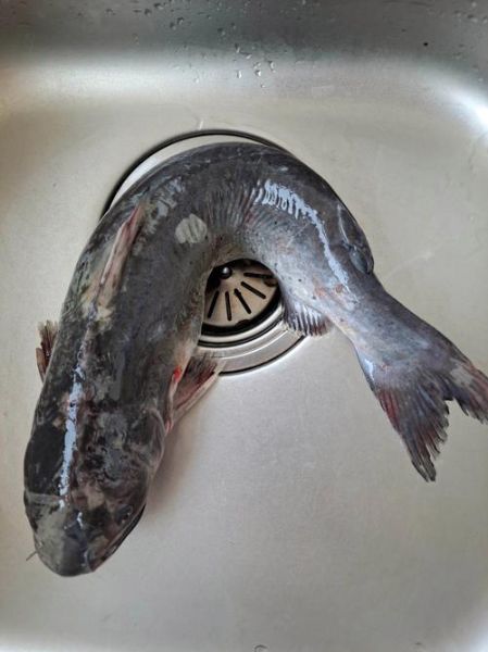 回鱼图片及价格_回鱼多少钱一斤-第1张图片-山城妙识