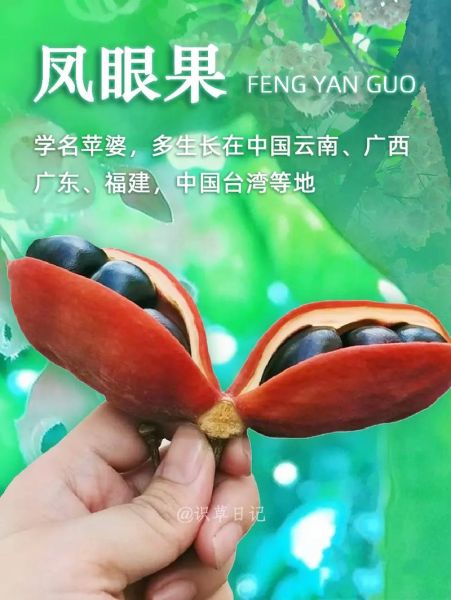 凤眼果是什么水果_凤眼果怎么吃-第1张图片-山城妙识