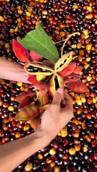 凤眼果是什么水果_凤眼果怎么吃-第3张图片-山城妙识