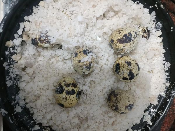 盐焗鹌鹑蛋怎么做_盐焗鹌鹑蛋做法窍门-第1张图片-山城妙识