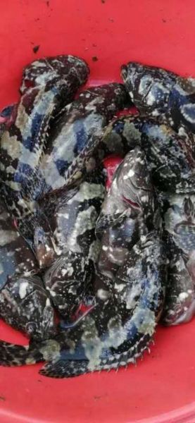 老虎斑多少钱一斤_老虎斑价格走势-第1张图片-山城妙识 老虎斑多少钱一斤_老虎斑价格走势-第1张图片-山城妙识