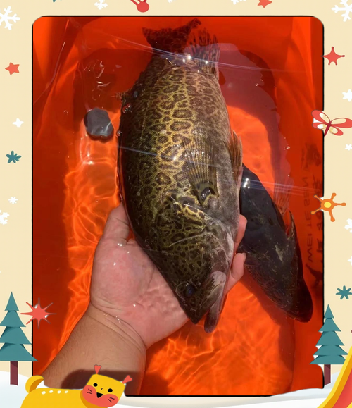 老虎斑多少钱一斤_老虎斑价格走势-第3张图片-山城妙识 老虎斑多少钱一斤_老虎斑价格走势-第3张图片-山城妙识