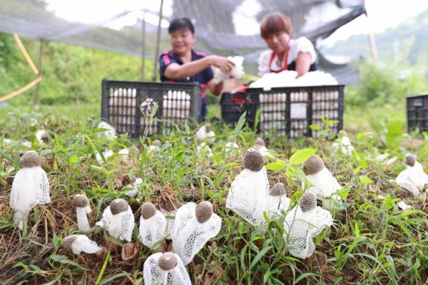 竹荪种植技术视频教程_竹荪种植多久能收获-第1张图片-山城妙识