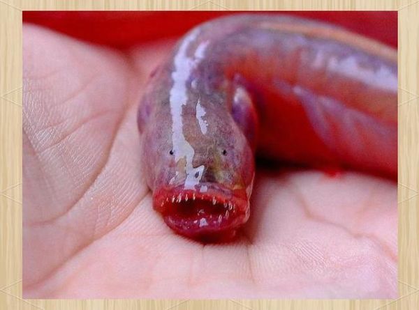 须鳗鰕虎鱼怎么养_须鳗鰕虎鱼吃什么-第2张图片-山城妙识