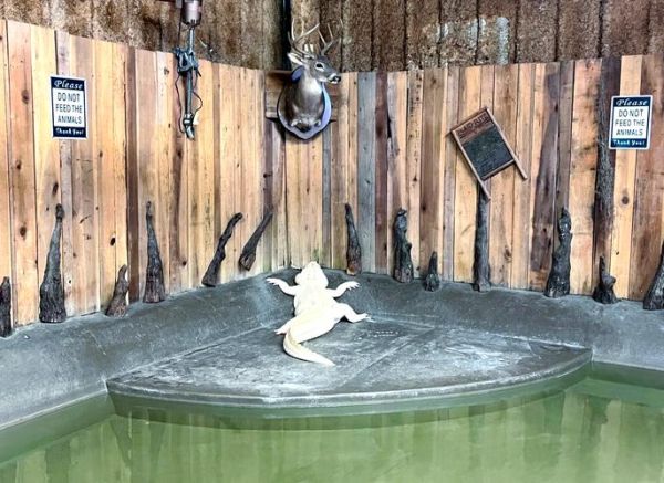 新奥尔良在美国哪个州_新奥尔良属于哪个州-第3张图片-山城妙识