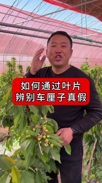 车厘子真假怎么辨别_车厘子品种怎么区分-第1张图片-山城妙识 车厘子真假怎么辨别_车厘子品种怎么区分-第1张图片-山城妙识