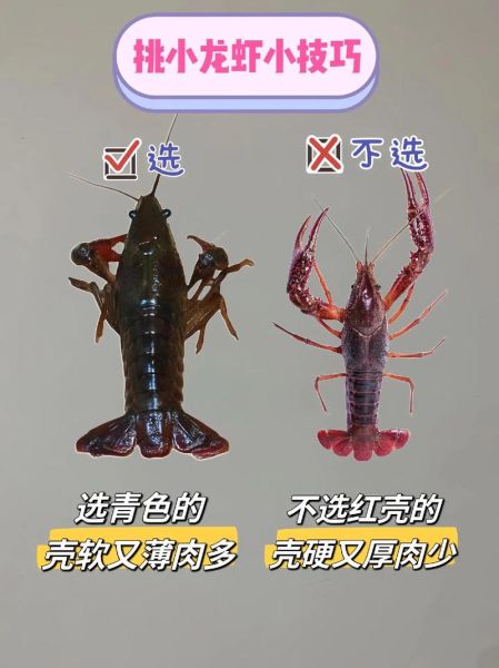 小龙虾能吃吗_小龙虾怎么吃才安全-第1张图片-山城妙识
