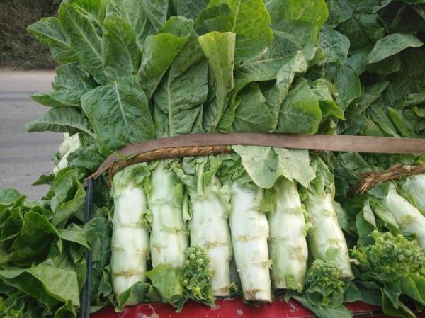像莴苣的蔬菜叫什么菜_口感相似的蔬菜有哪些-第3张图片-山城妙识