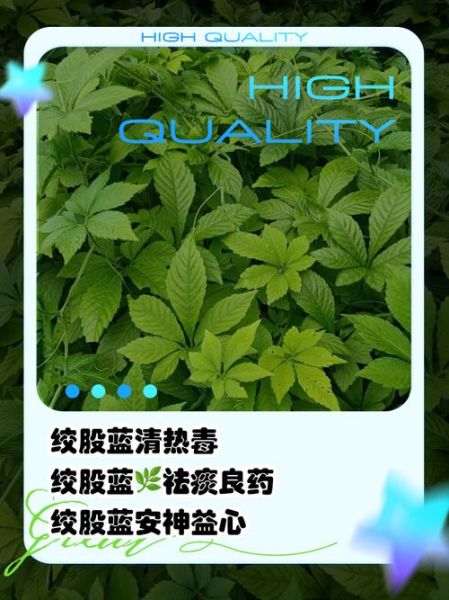 绞股蓝能降三高吗_绞股蓝茶怎么喝最有效-第1张图片-山城妙识 绞股蓝能降三高吗_绞股蓝茶怎么喝最有效-第1张图片-山城妙识