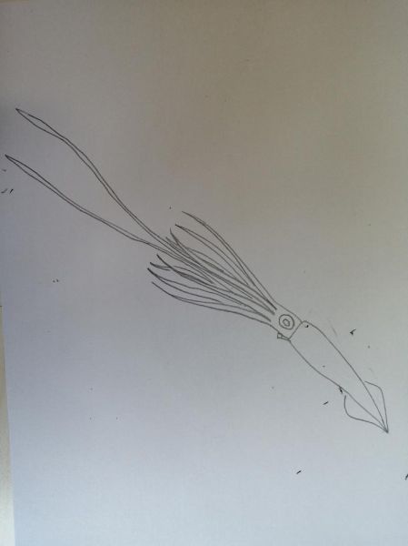 大王乌贼怎么画_大王乌贼绘画步骤-第2张图片-山城妙识 大王乌贼怎么画_大王乌贼绘画步骤-第2张图片-山城妙识