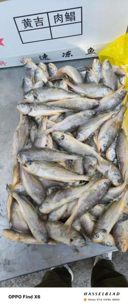 冻小黄花鱼怎么做好吃_冻小黄花鱼的家常做法-第3张图片-山城妙识 冻小黄花鱼怎么做好吃_冻小黄花鱼的家常做法-第3张图片-山城妙识