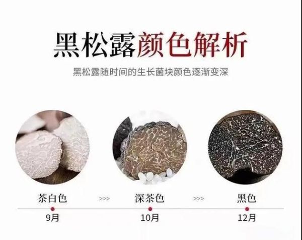 野生松露多少钱一斤_松露价格为什么差距大-第3张图片-山城妙识 野生松露多少钱一斤_松露价格为什么差距大-第3张图片-山城妙识