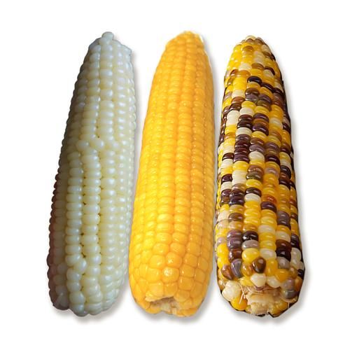 玉米有哪些种类_甜玉米和糯玉米区别-第2张图片-山城妙识