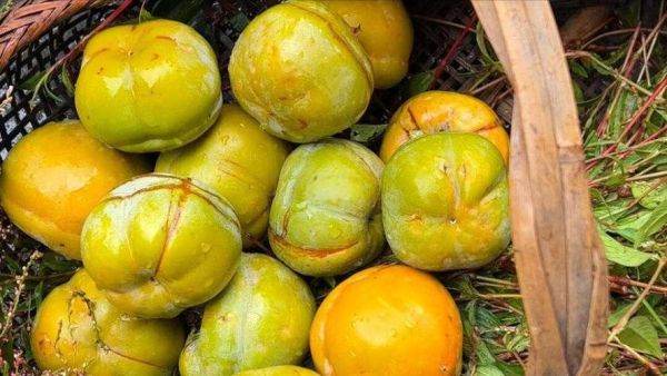 辣蓼草长什么样_辣蓼草图片怎么辨认-第3张图片-山城妙识