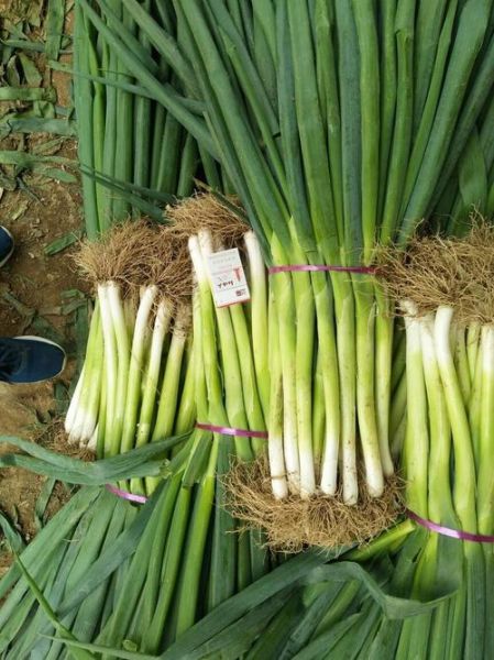葱白是什么样子_葱白图片长什么样-第2张图片-山城妙识