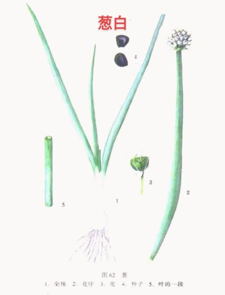葱白是什么样子_葱白图片长什么样-第3张图片-山城妙识