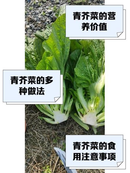 春芥菜图片_如何辨别新鲜度-第3张图片-山城妙识 春芥菜图片_如何辨别新鲜度-第3张图片-山城妙识