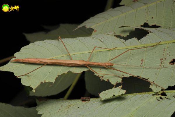 竹节虫怎么养_竹节虫寿命有多长-第1张图片-山城妙识 竹节虫怎么养_竹节虫寿命有多长-第1张图片-山城妙识