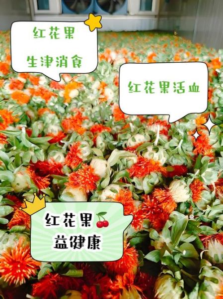 红花的功效与作用怎么吃_红花正确吃法-第3张图片-山城妙识 红花的功效与作用怎么吃_红花正确吃法-第3张图片-山城妙识
