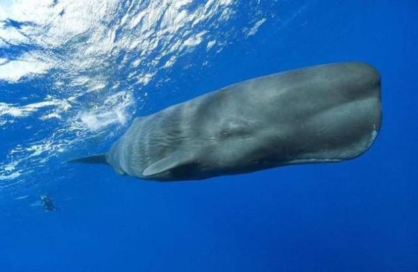 巨枪乌贼能杀死抹香鲸吗_抹香鲸天敌有哪些-第2张图片-山城妙识
