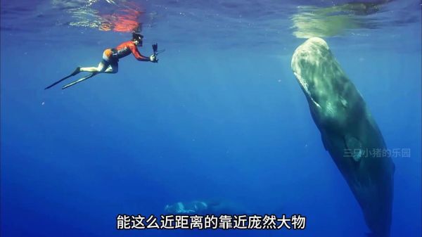 巨枪乌贼能杀死抹香鲸吗_抹香鲸天敌有哪些-第1张图片-山城妙识