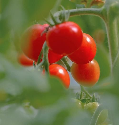 樱桃番茄是转基因的吗_樱桃番茄安全吗-第1张图片-山城妙识