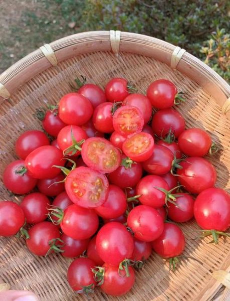 樱桃番茄是转基因的吗_樱桃番茄安全吗-第2张图片-山城妙识