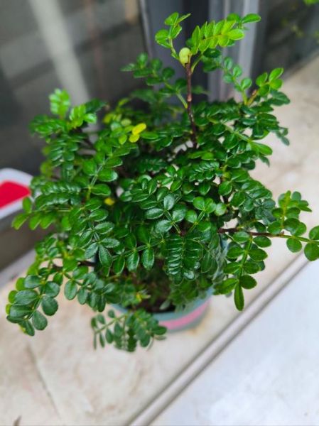 白胡椒树长什么样_白胡椒树图片怎么识别-第1张图片-山城妙识