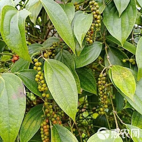 白胡椒树长什么样_白胡椒树图片怎么识别-第2张图片-山城妙识