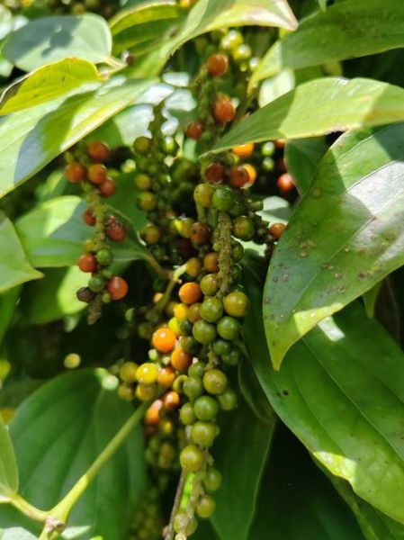 白胡椒树长什么样_白胡椒树图片怎么识别-第3张图片-山城妙识