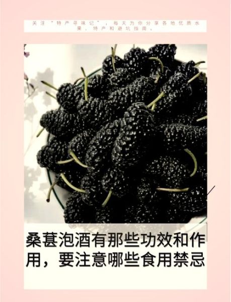 桑葚泡酒的功效与作用_桑葚酒怎么泡才正确-第2张图片-山城妙识 桑葚泡酒的功效与作用_桑葚酒怎么泡才正确-第2张图片-山城妙识