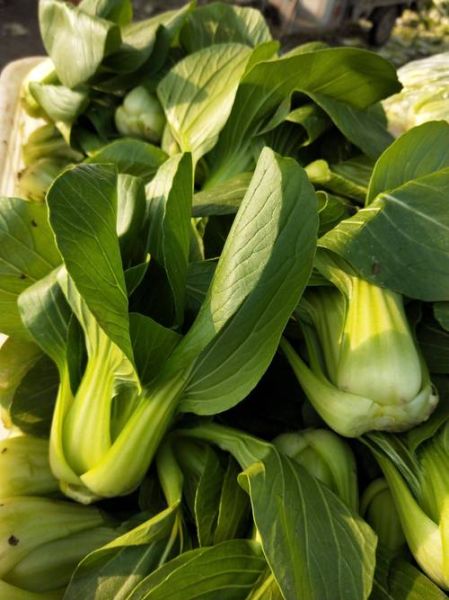 油菜图片高清_油菜高清图片怎么拍-第1张图片-山城妙识 油菜图片高清_油菜高清图片怎么拍-第1张图片-山城妙识