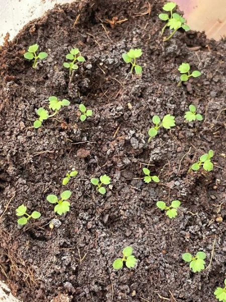 草莓发芽什么样子_如何辨别真假-第3张图片-山城妙识