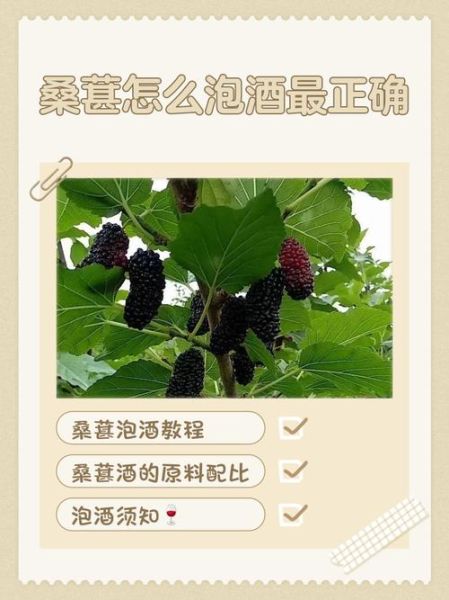 桑葚泡酒的功效与作用_桑葚酒怎么泡才正确-第3张图片-山城妙识 桑葚泡酒的功效与作用_桑葚酒怎么泡才正确-第3张图片-山城妙识