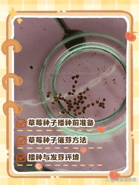 草莓发芽什么样子_如何辨别真假-第1张图片-山城妙识