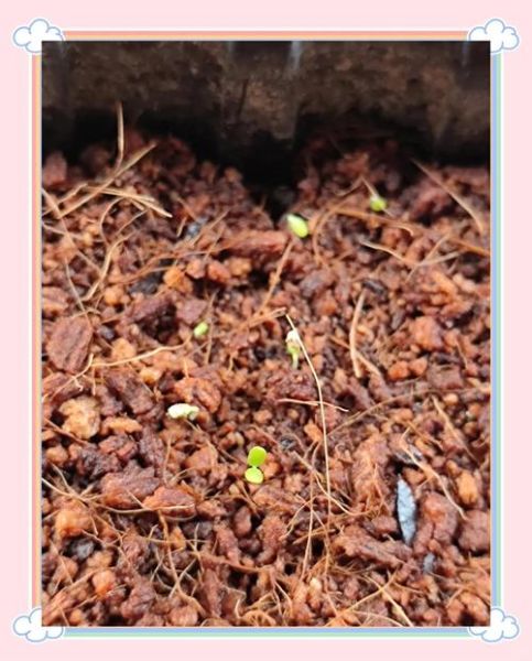 草莓发芽什么样子_如何辨别真假-第2张图片-山城妙识