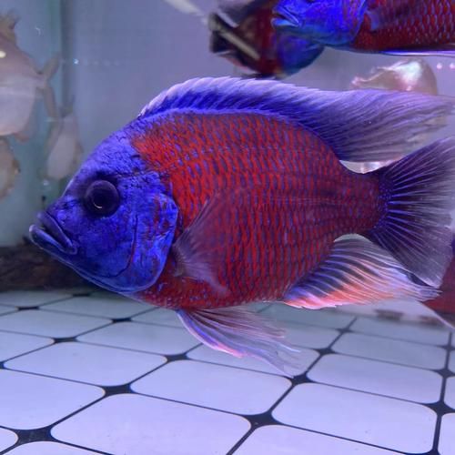 十大巨型观赏鱼有哪些_适合家养吗-第2张图片-山城妙识