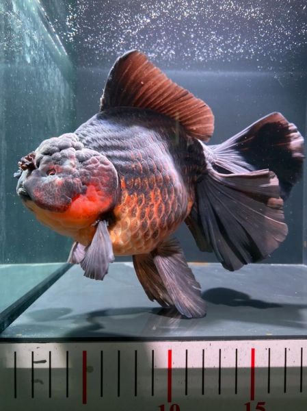 十大巨型观赏鱼有哪些_适合家养吗-第3张图片-山城妙识