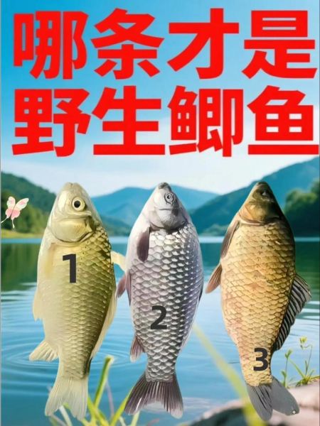 野生鲫鱼怎么钓_野生鲫鱼吃什么-第1张图片-山城妙识