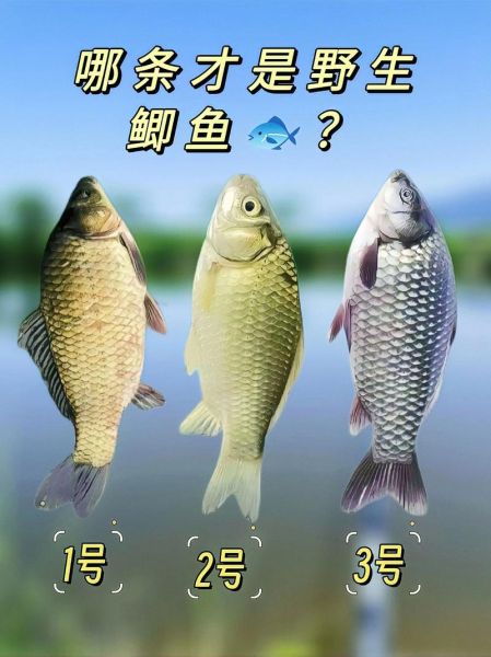 野生鲫鱼怎么钓_野生鲫鱼吃什么-第3张图片-山城妙识